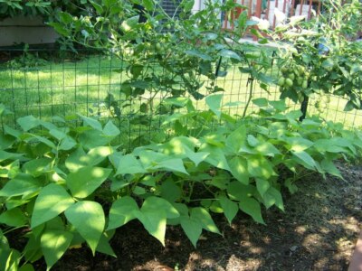 Beans, Blue Lake 274 Bush Stringless, 150 Non-Gmo, Heirloom, Amish ...