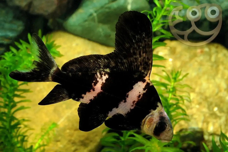 Live Chinese High Fin Banded-Shark – 3.0-3.5– Rare Freshwater Aquarium ...