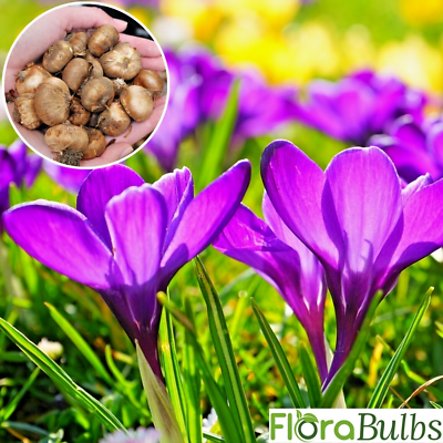Early Spring Purple Flowers Early Spring Flowers: 11 Easy Blooms To