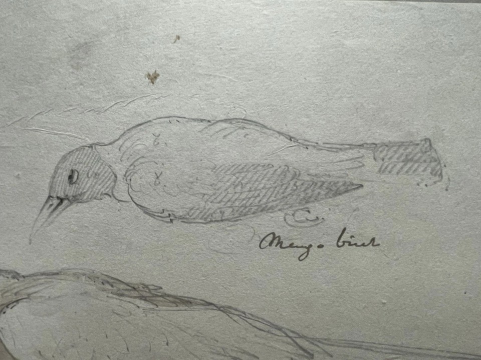 Drawing attributed 1842 Wilkes Expedition. United States Exploration ...