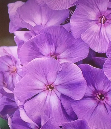 Phlox Paniculata Laura plant in 13cm pot approx. Lilac Perennial | eBay UK