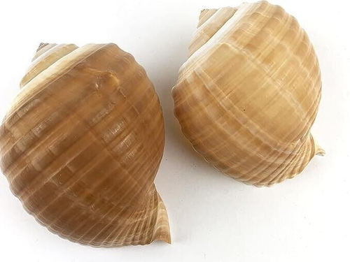 Large Natural Tonna Olearium Jumbo Seashell Brown Rare Real Beach Deco ...