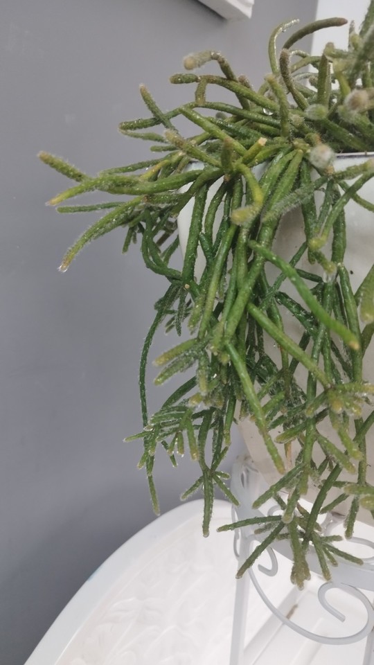 4 Rhipsalis Baccifera Mouse tail mistletoe Cactus fresh cuttings 4-6cm ...