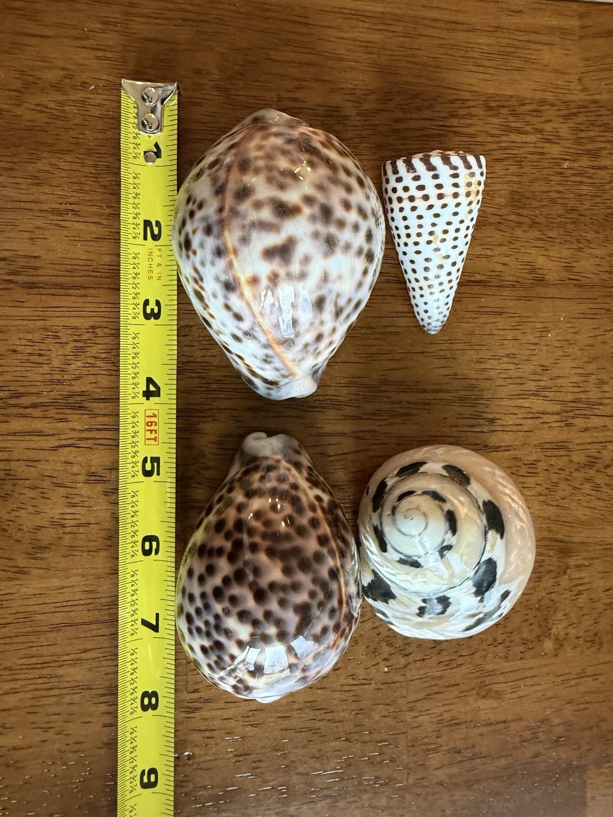 Used Seashell Collection Lot: Tiger Cowries, Cone & Turban Shells