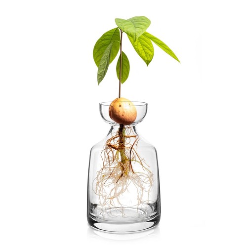 Glass Avocado Tree Flower Vases Avocado Tree Growing Kit Flowers Pot ...