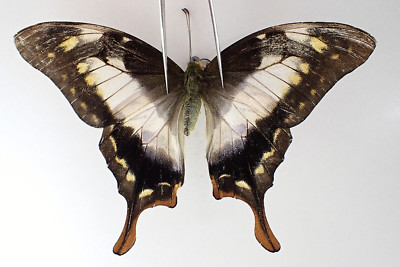 PA14753. Insects, butterflies: Papilio sp. North Vietnam. | eBay