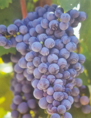 FREDONIA Grape 3 Gal. Live Vine Plant Healthy Grapes Vineyard LOOK FREE ...