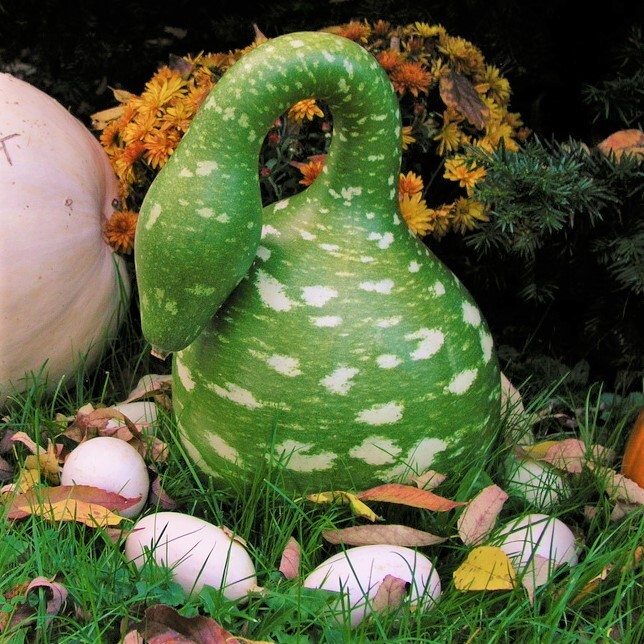 Speckled Swan Gourd Seeds | Ornamental Squash Apple Dipper Bottle Bird ...