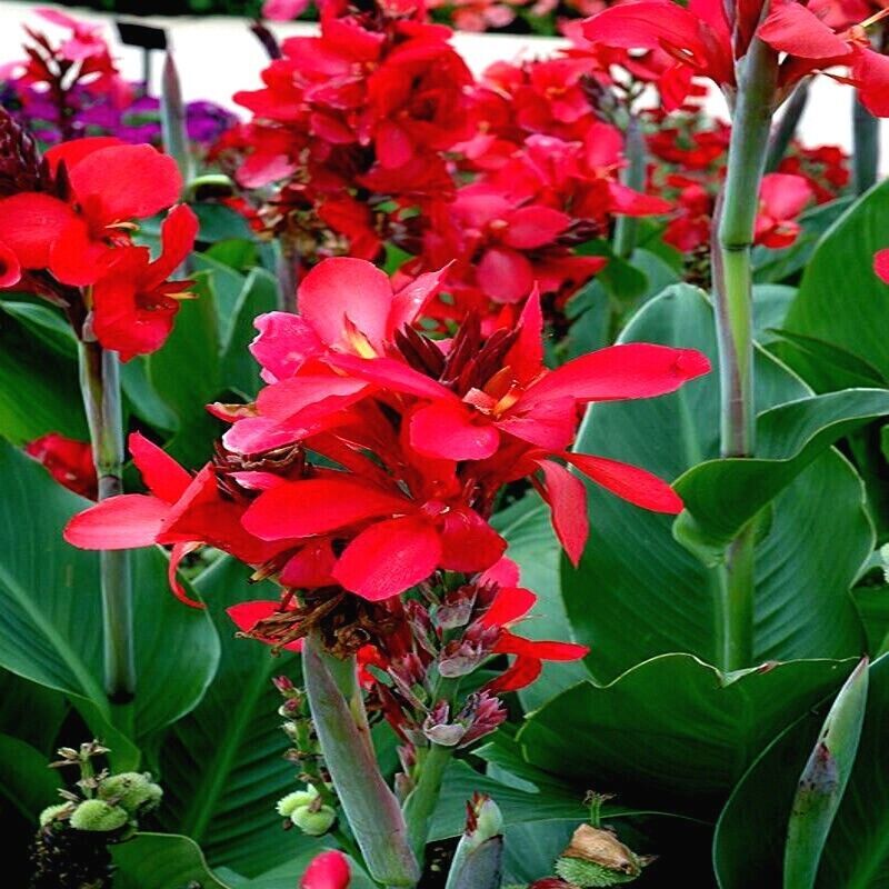 Canna indica Seed 15 Red Canna indica Seeds India shot Flower Seed ...