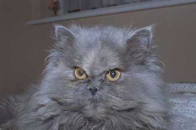 471099 Cat A4 Photo Print | eBay UK