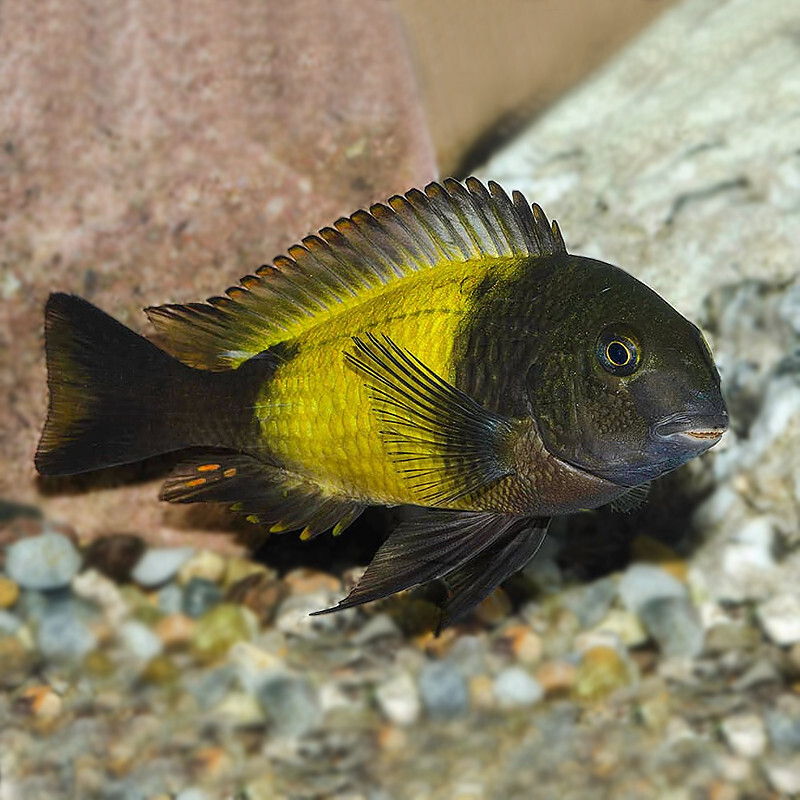 Yellow Banded Moorii Cichlid