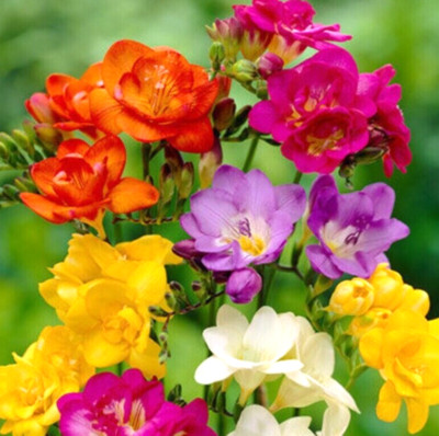 Freesia SINGLE MIX 10 Live Flower Plant Bulbs Fragrant Easy Garden Pink ...