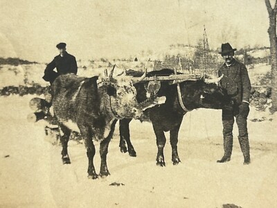Logging Snow Oxen Pulling Log Sleigh Snow Antique Photo | eBay