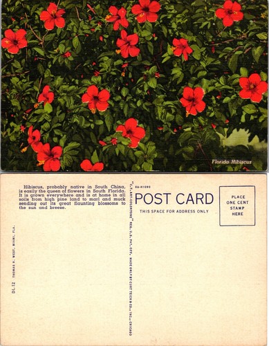 Florida FL Red Hibiscus Flowering Shrub Postcard | eBay