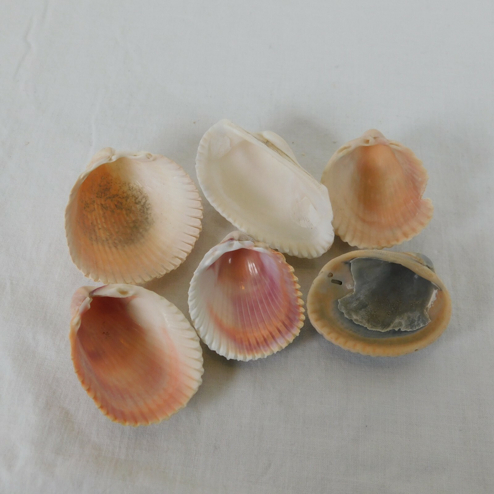 Lot of 10 Cockle Shells Ocean Beach Decor Aquarium Craft Ocean Sea ...
