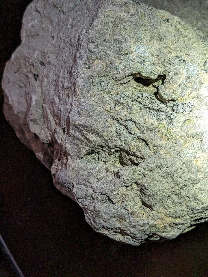 Fossilized Head Fossil Of Unknown Animal With Teeth Still Intact. | eBay