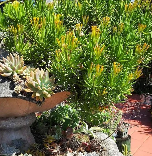 Senecio barbertonicus, Lemon Bean Bush, Succulent Bush Senecio ...
