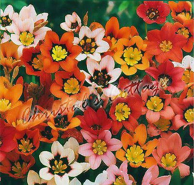 12 MIX COLOUR GARDEN SPARAXIS BULB SPRING GROWING NICE BEATIFUL SUMMER ...