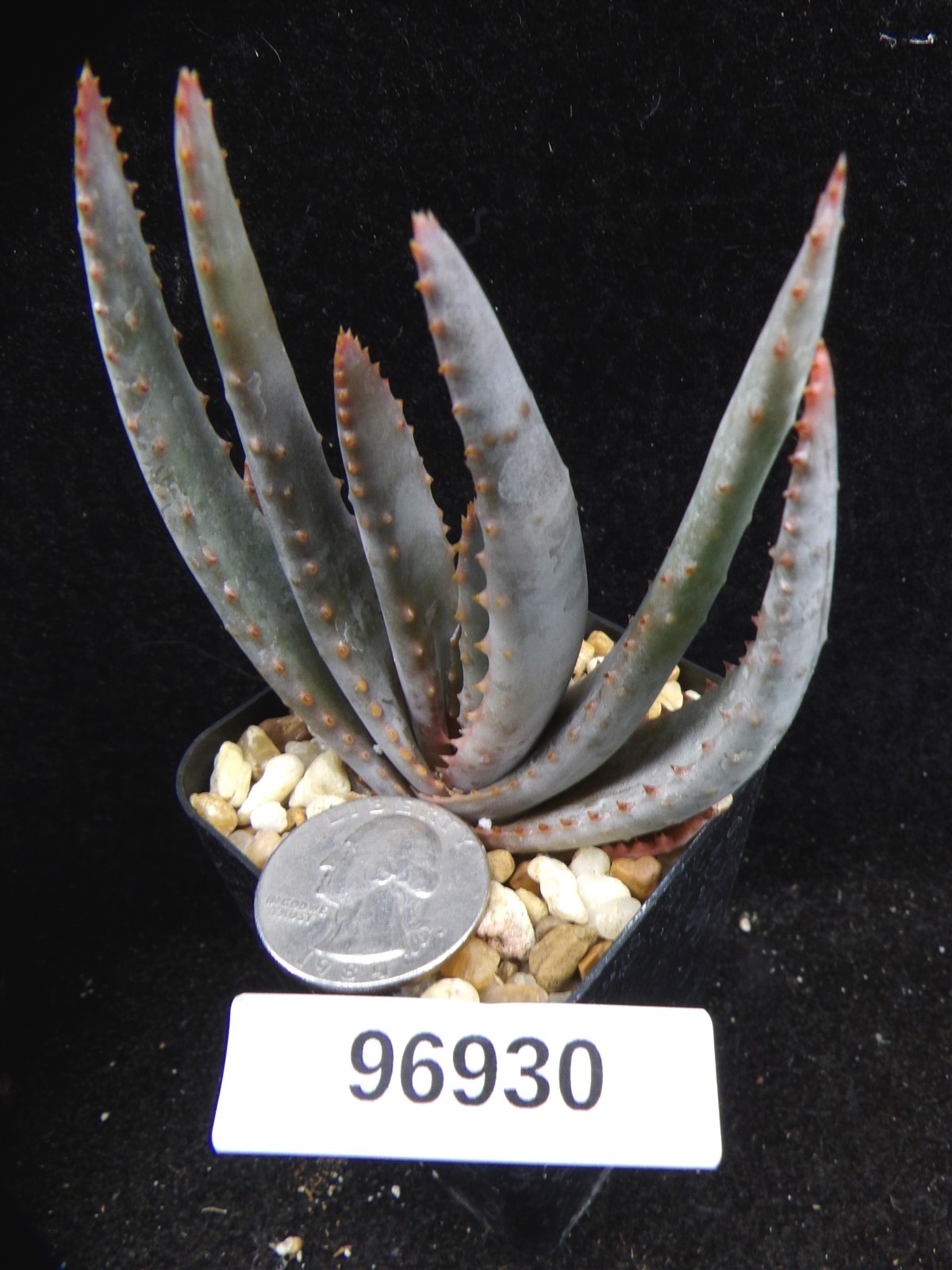 Aloe Compressa V. Schistophila Rare Seedling Live Succulent Cactus ...
