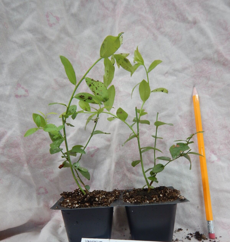 SUMMER SUNSET Blueberry Bush**Vaccinum**Starter Plant**Multi-colored ...