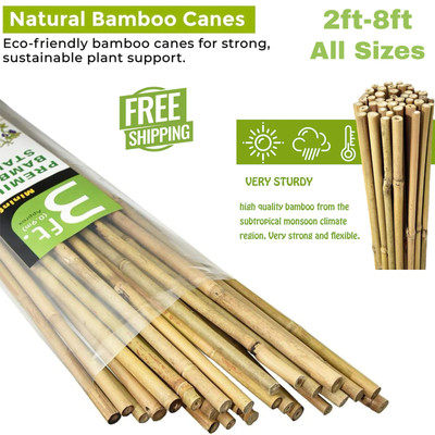 Extra Large Thick Bamboo Canes 2ft-6ft Plants Supporting Pole Sticks ...