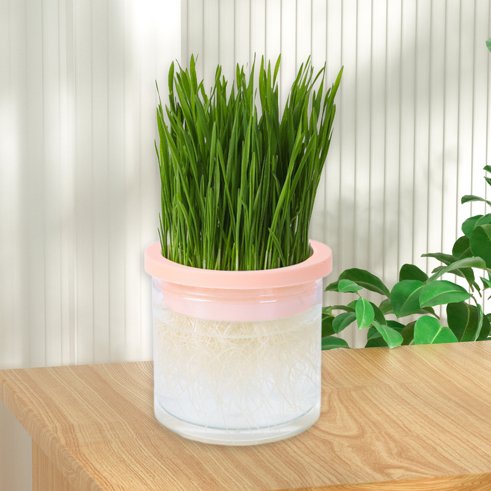 Catnip Planter Box Fine Filter Hole Hydroponics Plastic Catnip Grass ...