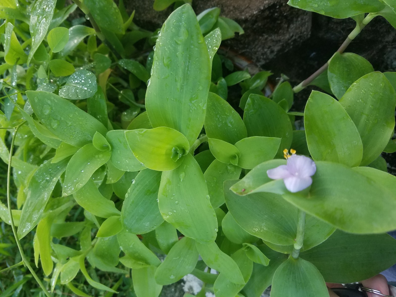 Rare Setcreasea Tradescantia Brevifolia - Green Queen - Flowering ...