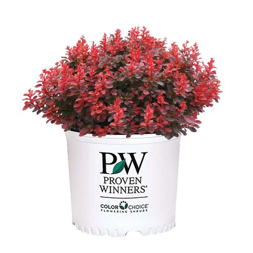 2 Gallon Sunjoy Mini Maroon Barberry Shrub 93474147357| eBay
