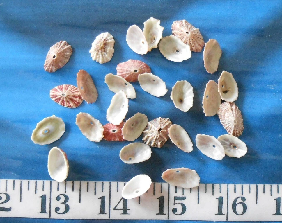 Keyhole Limpet Shell