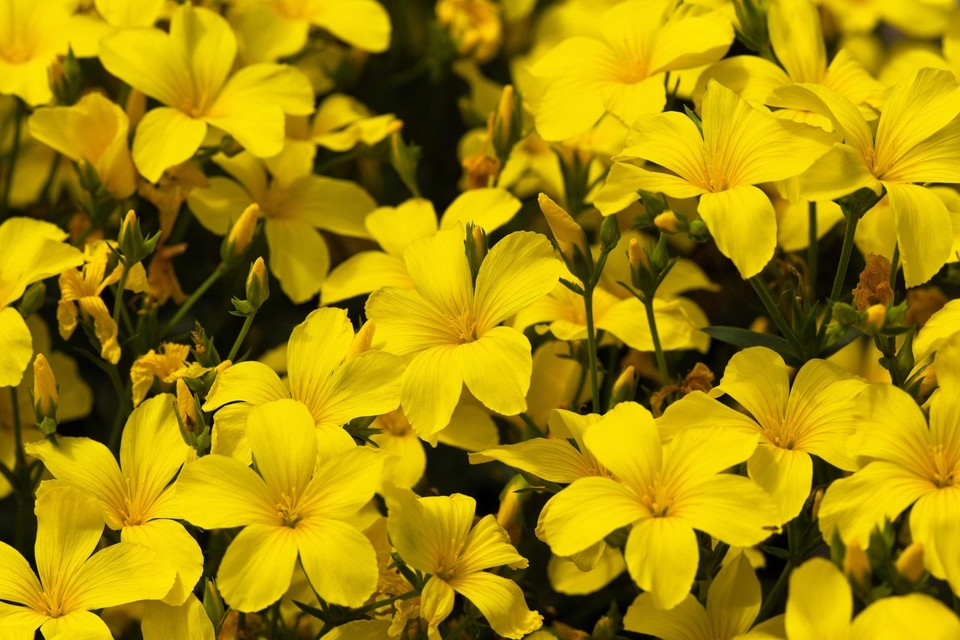 500 Organic GOLDEN FLAX Yellow Linseed Common Linum Flavum Flower Seeds ...