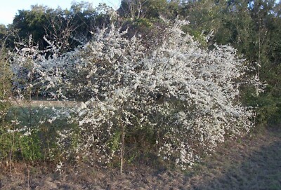 WILD PLUM TREE LIVE PLANT 12-18 INCHES Prunus spp. 1-2 YEARS OLD | eBay