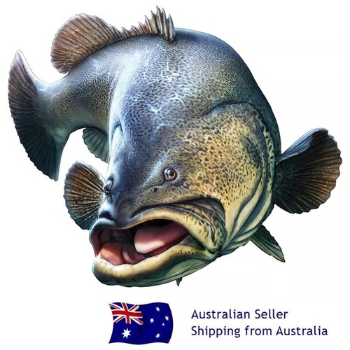 Murray Cod Decal 20cm x 17cm Esky Boat Car Fish Sticker Fishing Fathers ...