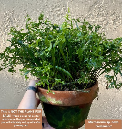 Microsorum 'CRESTANANO' - GORGEOUS & easy- fern! Not staghorn ...