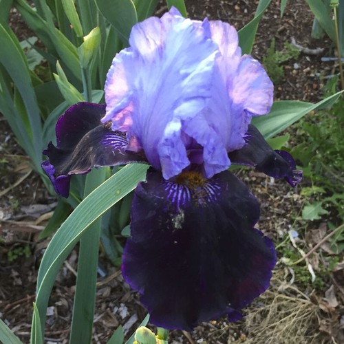 Tall Bearded TB Iris DANGEROUS MOOD Velvet Blue Perennial Plant Rhzome ...