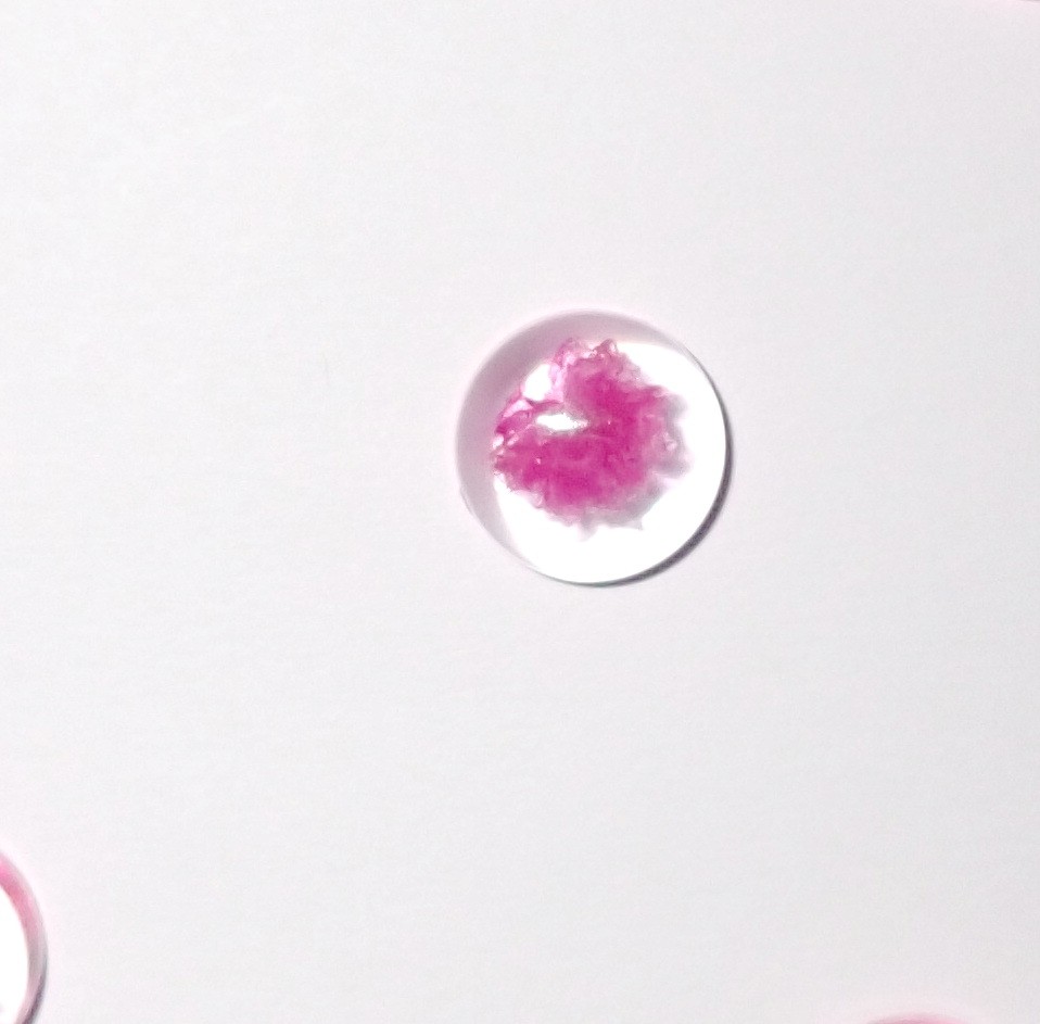 Plant Cabochon Baby's Breath Flower Specimen Round 13 mm Clear 3 pieces ...