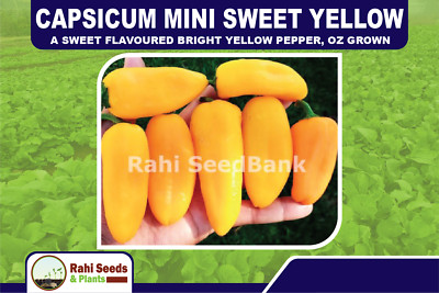 Capsicum Mini Sweet Yellow - A Sweet Flavoured Bright Yellow Pepper, OZ ...