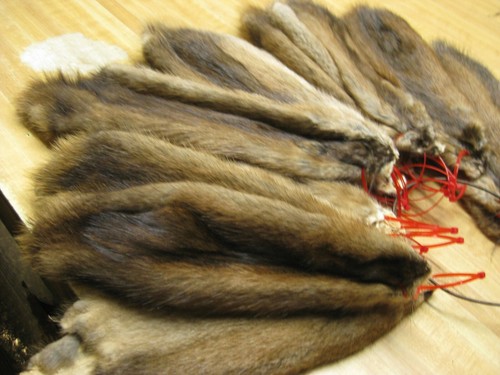 Tanned Muskrat Hide Cased # 1 Grade Ohio Fur Id Tag Red Muskrat | eBay