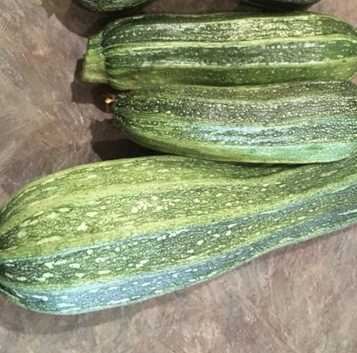 Costata Romanesco Zucchini Seeds | Heirloom | Organic | Summer Squash ...