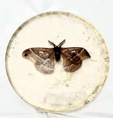 Real Moth Preserved Taxidermy Lucite Vintage Decor Antheraea Polyphemus ...