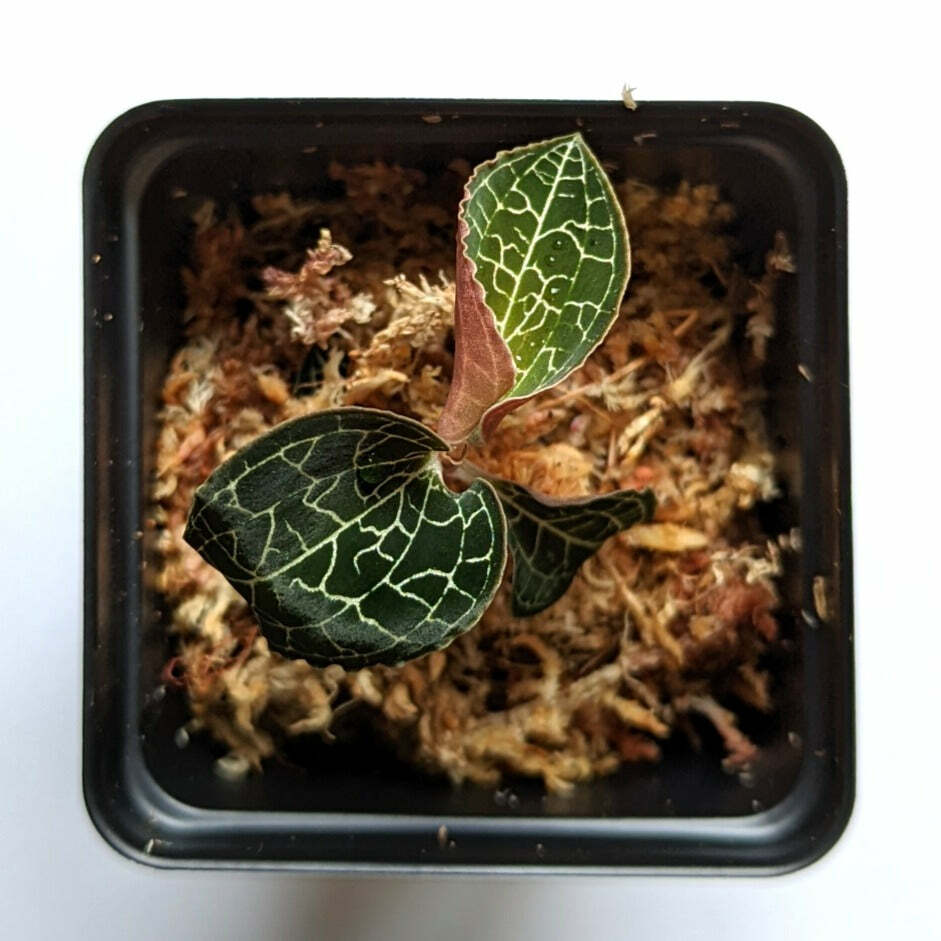 Anoectochilus Formosanus, Formosa Anoectochilus, Taiwan Jewel Orchid | eBay