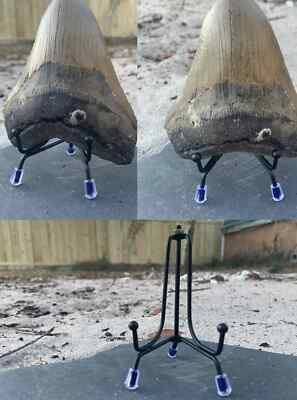 25 Megalodon Shark Tooth Display Stands - Metal, Adjustable, for 4 ...