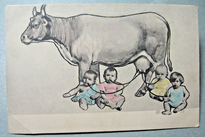 1912 era Cow with direct milk lines to Babies Humorous Postcard | eBay