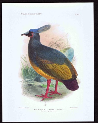 Choiseul or Solomons crested Pigeon- MICROGOURA MEEKI - Keulemans ...