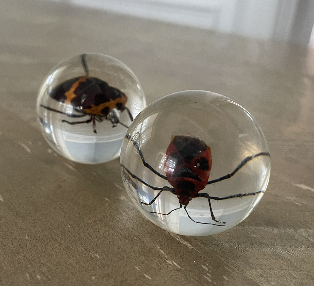 Clear Resin Bug Insect Specimen Spheres Set of 2 | eBay