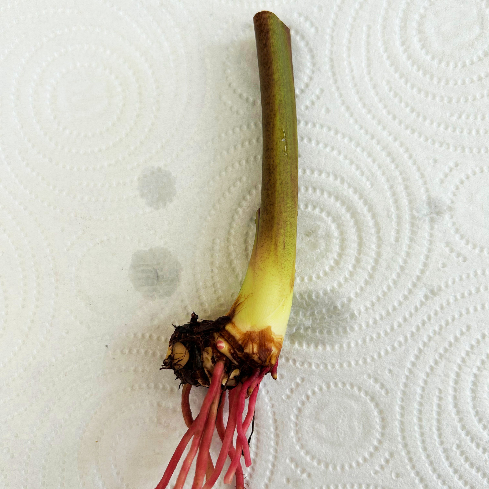 Colocasia Aquatilis Hassk Var esculenta species New HB Elephant ear ...