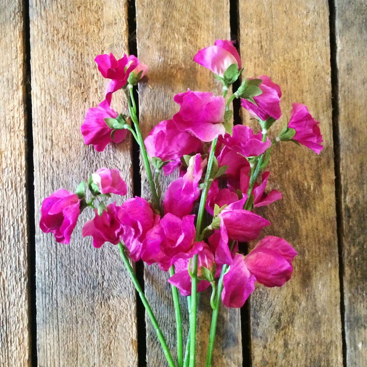 Pink Sweet Pea Flowers