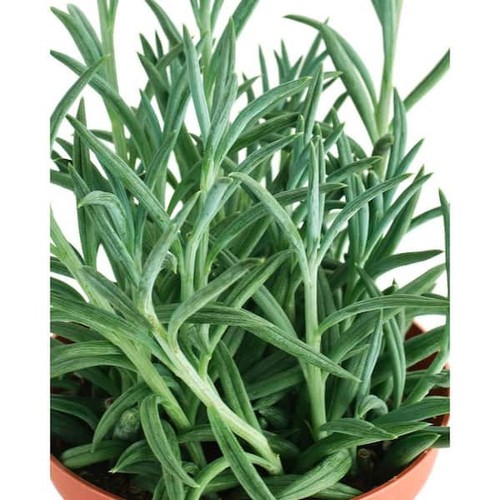 Shop Succulents String of Fishhooks Hanging Succulent, Senecio Radicans ...