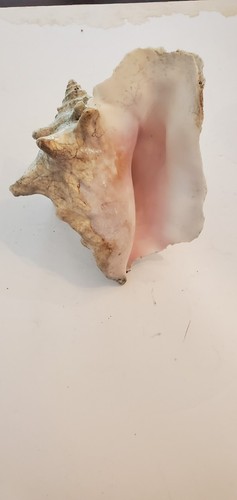 Vintage Pink Conch Shell Seashell Beach House Decor Large 6"x5" | eBay