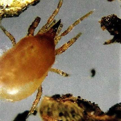 Predatory Soil Mites