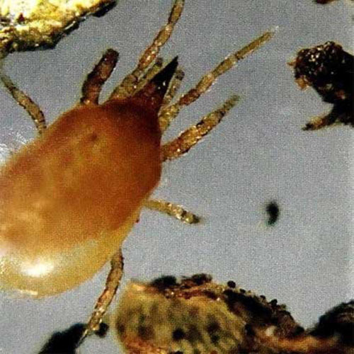 12,500 Live Hypoaspis Miles (Predatory Mites) - Fungus Gnats & Reptile ...